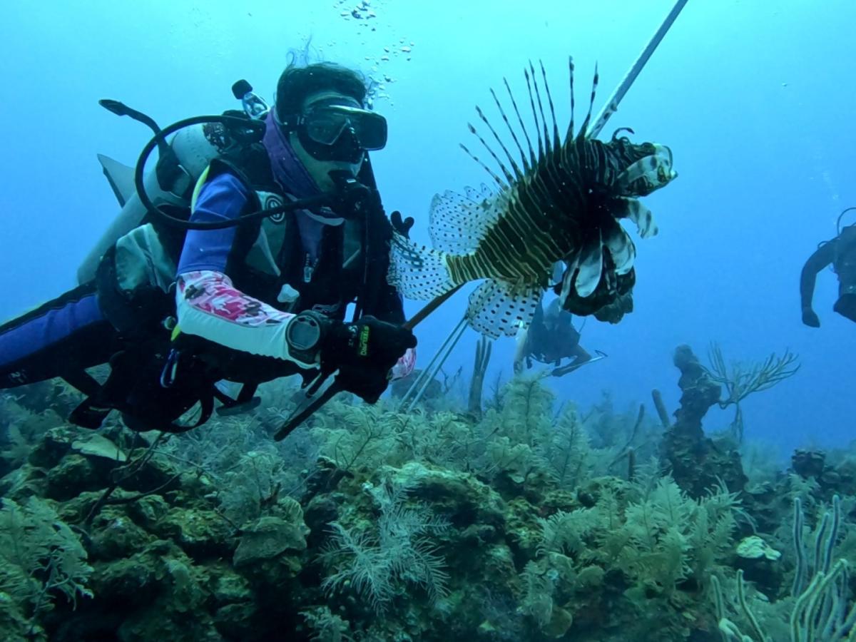 El pez león, un depredador imparable que amenaza los arrecifes de ...